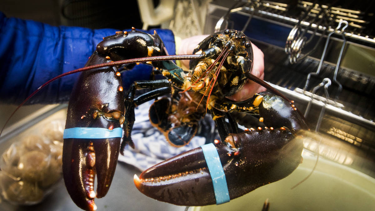 Zwitserland verbiedt levend koken kreeften, moeten wij ook om?