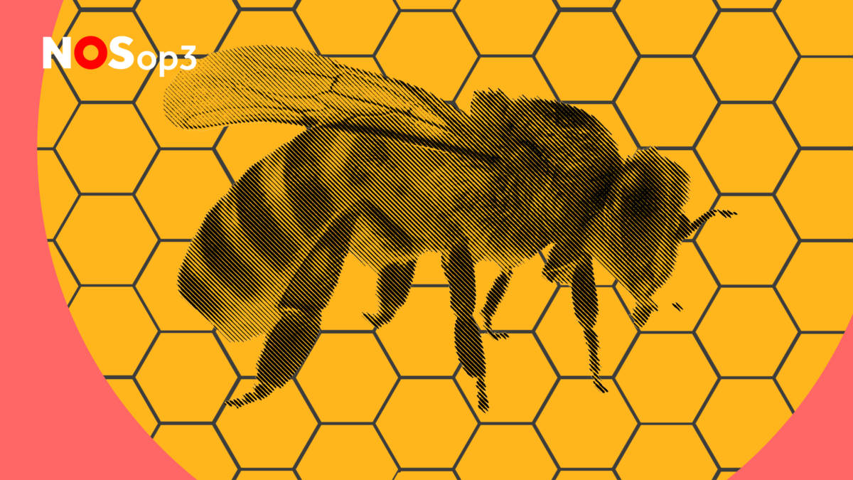 Waarom de bij zo bijzonder belangrijk is