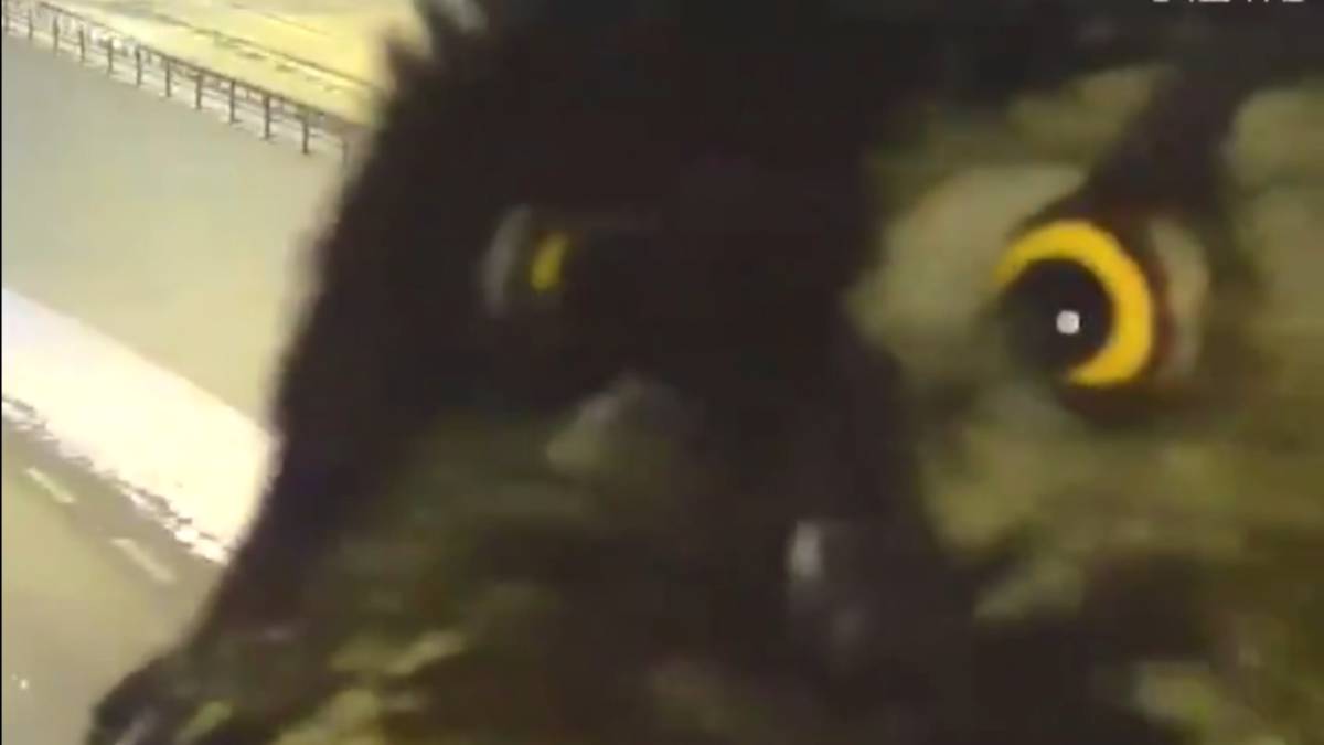 Grappig: uil gaat precies voor de camera zitten