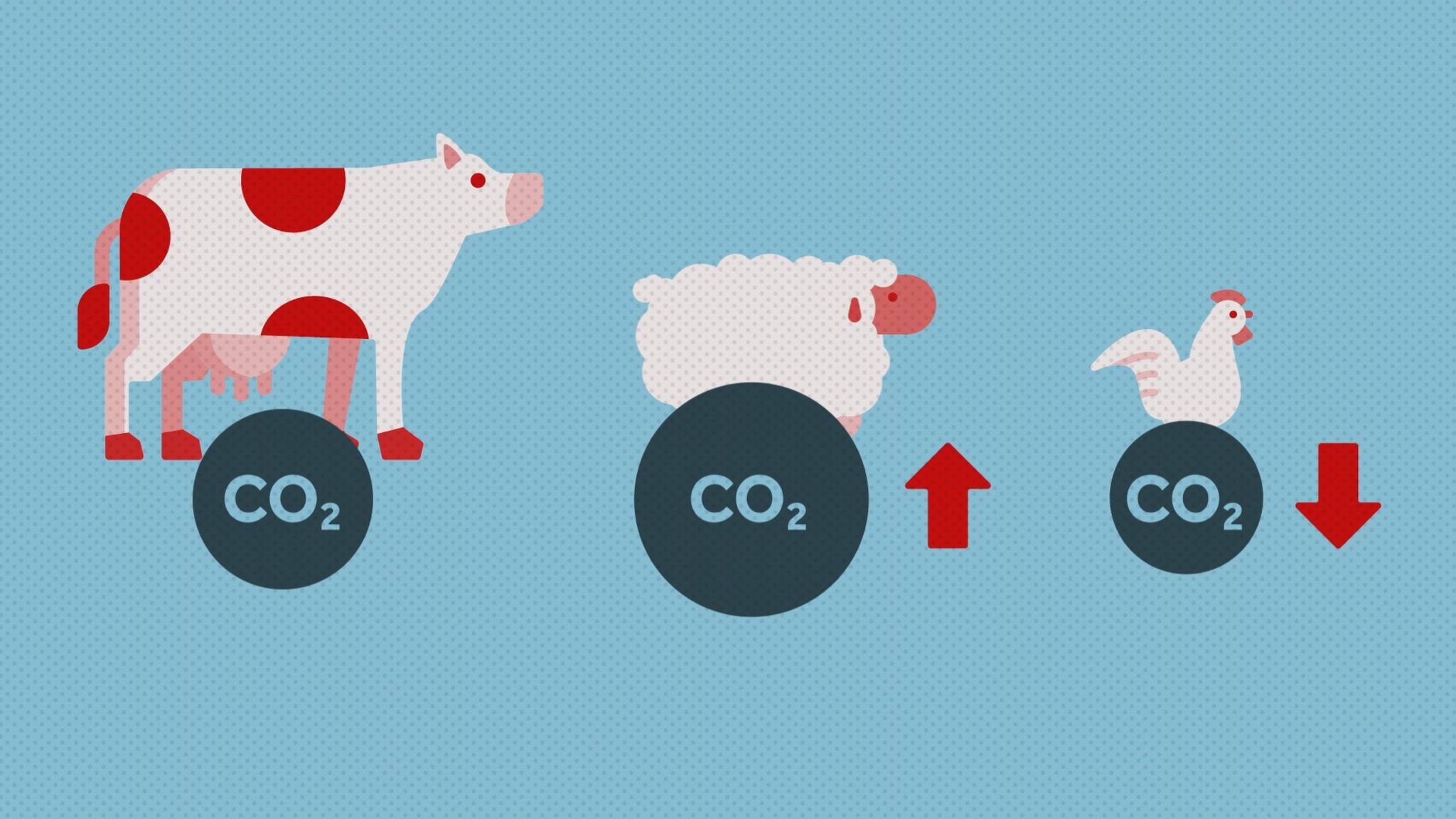 Dit doet vlees met het milieu | NOS