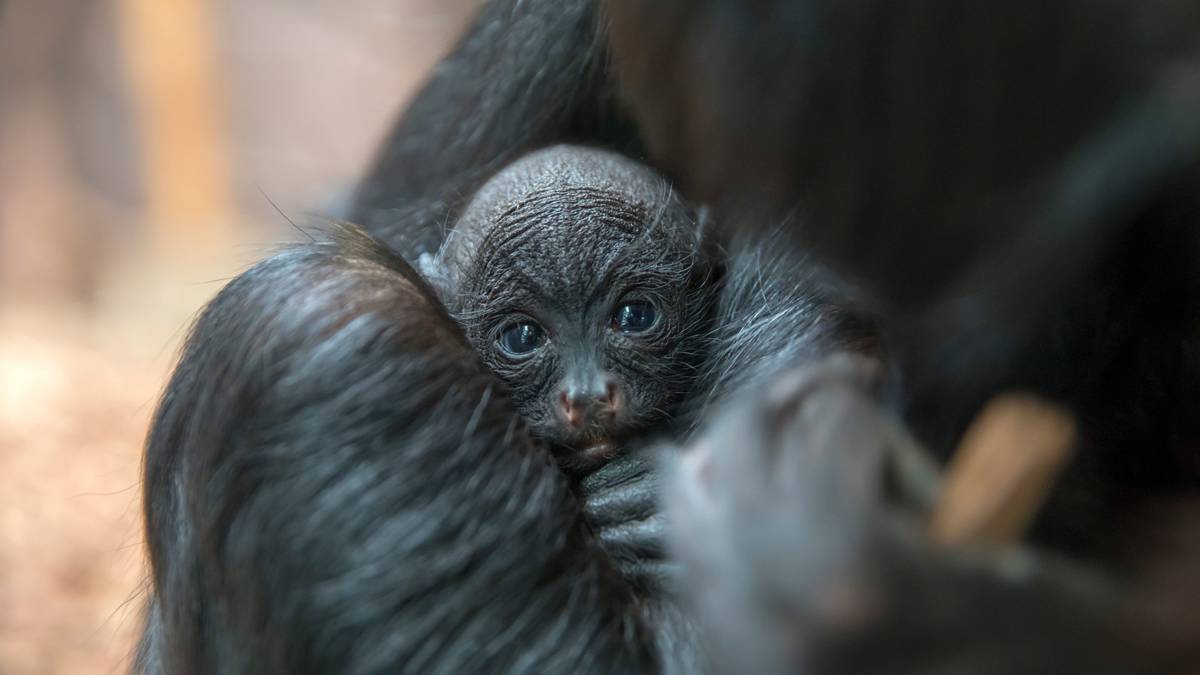 Zeldzaam slingeraapje geboren in Amsterdam
