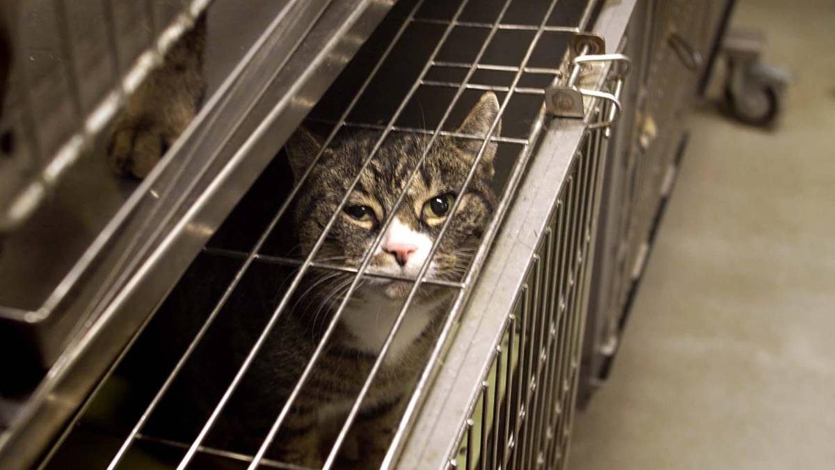 Waarom zijn er nog steeds dierproeven?