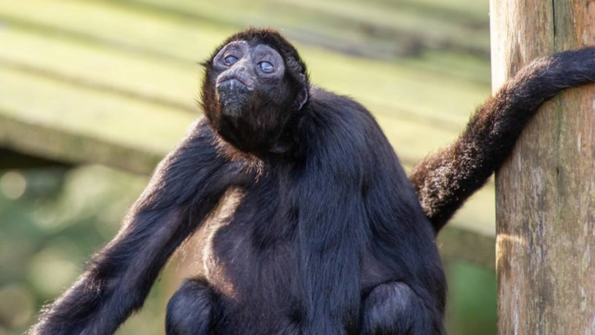 Hoera! De oudste aap in de Apenheul is jarig