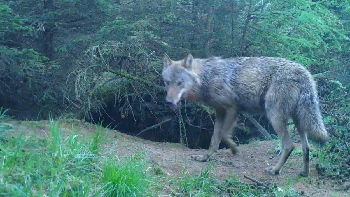 Wolf woont in natuurgebied in Drenthe