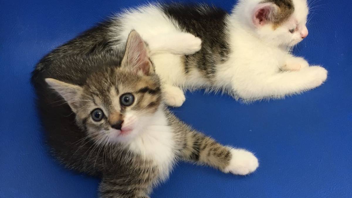 'Veel te veel kittens in het asiel'