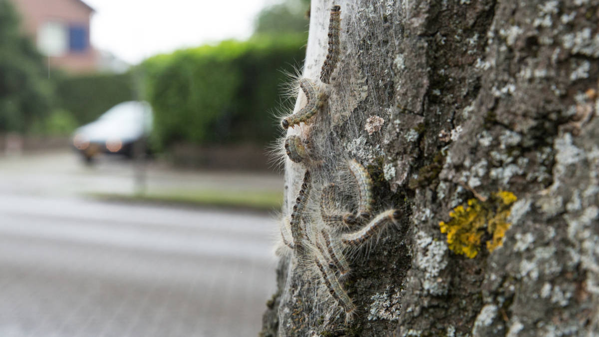 Eikenprocessierups zorgt voor overlast