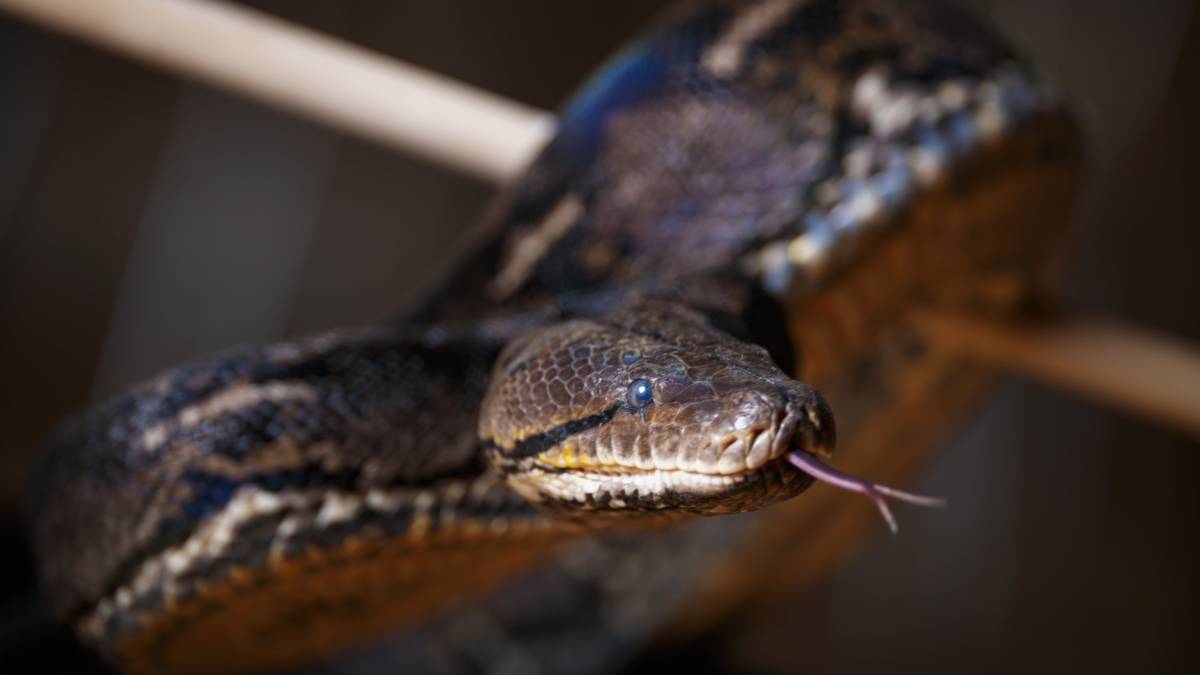 Dorpelingen vinden verdwenen Indonesische vrouw in opgezwollen python