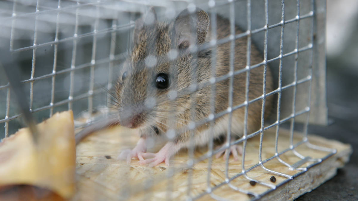 In jaar tijd negen supermarkten dicht wegens muizenkeutels