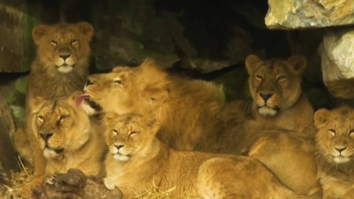 Belgische leeuwin ontsnapt uit dierentuin