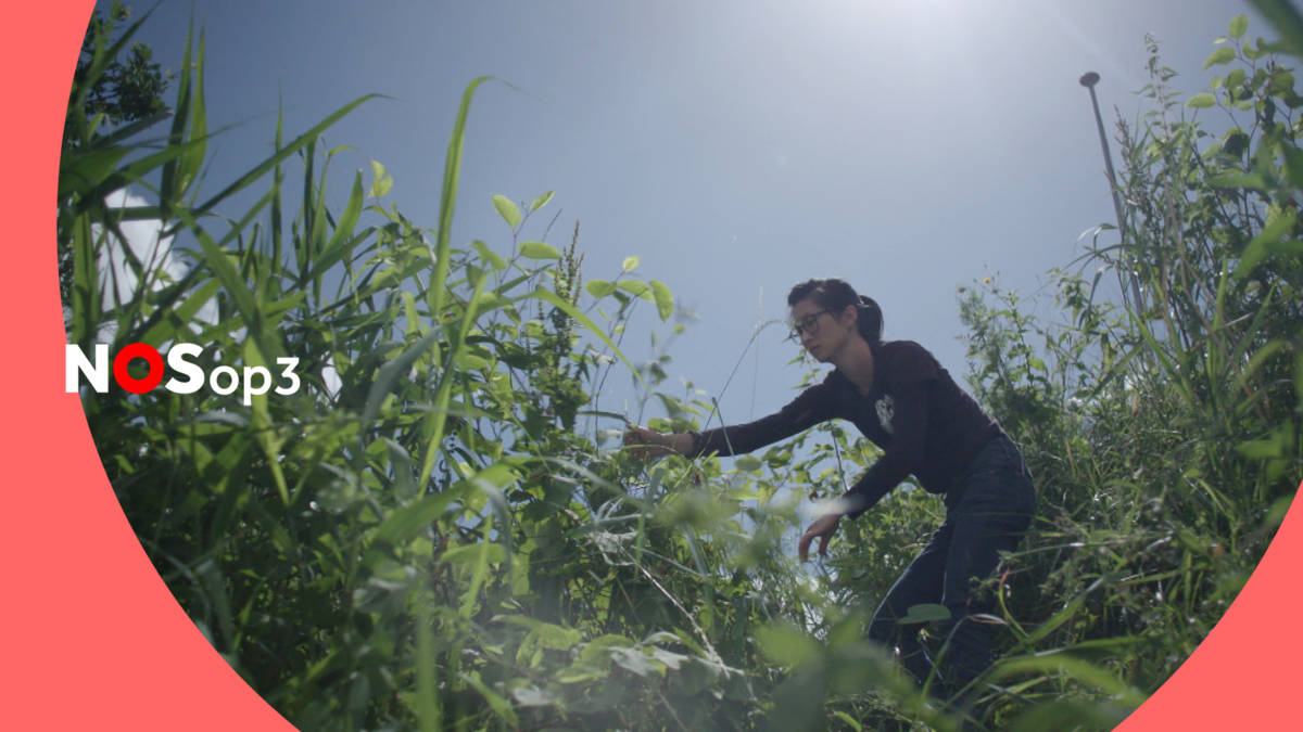 Wanting Li maakt bier met duizendknoop