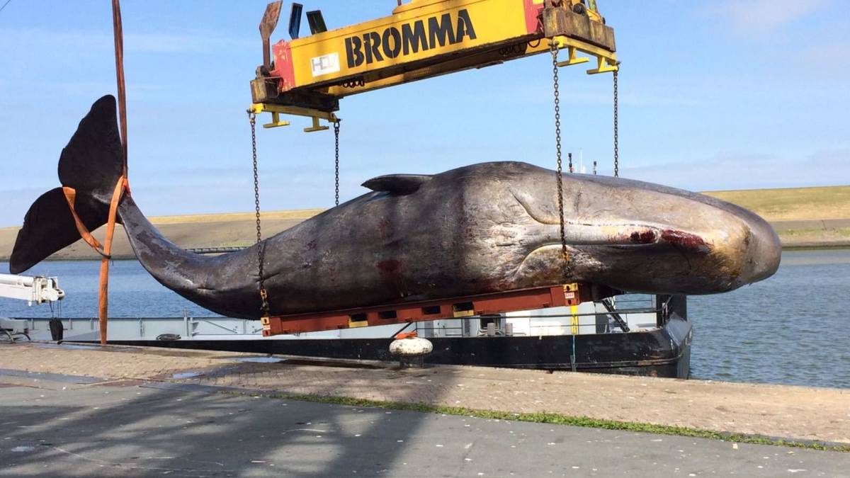 Verdrietig: verdwaalde potvis is overleden