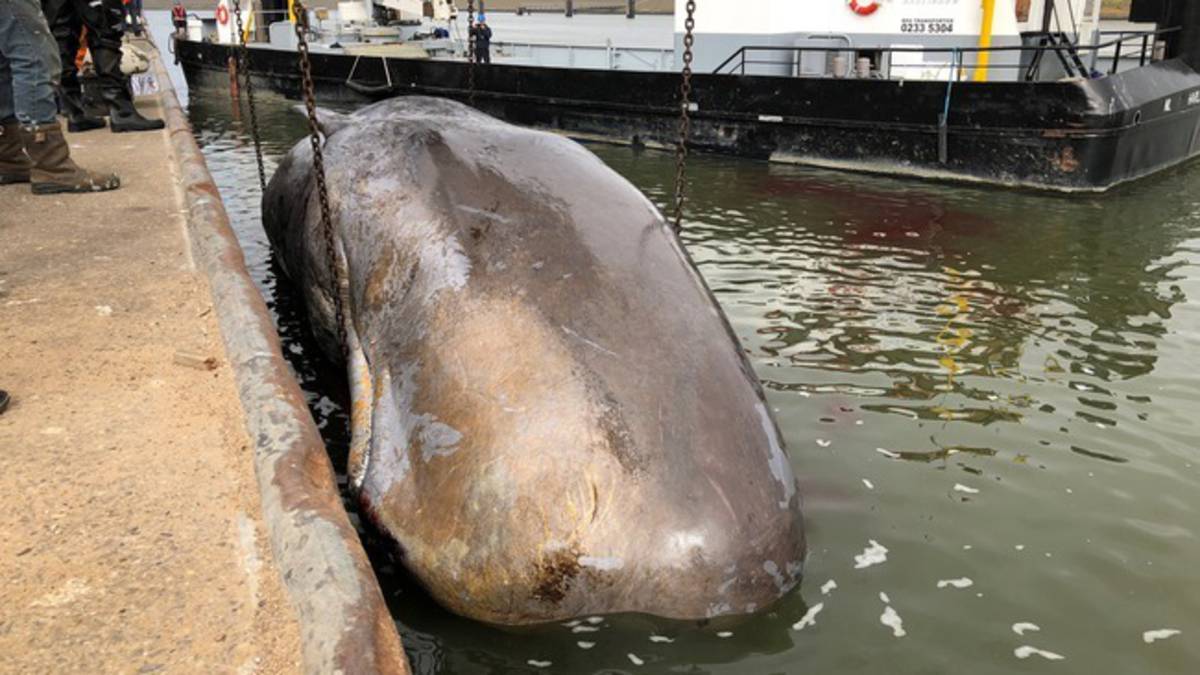 Dode potvis naar Harlingen gesleept, volgende stap is ontleden