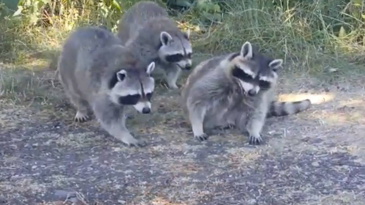 Deze wasberen voelen zich thuis in Nederland