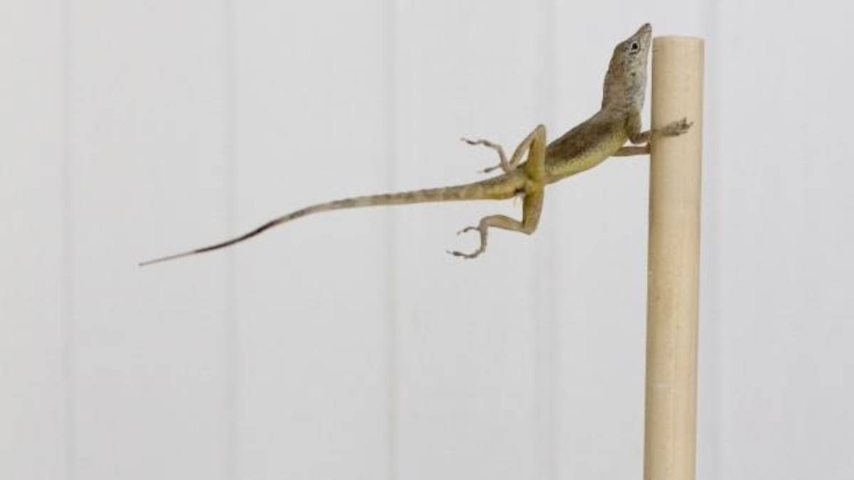 Waarom de ene hagedis een storm wel overleeft, en de ander niet