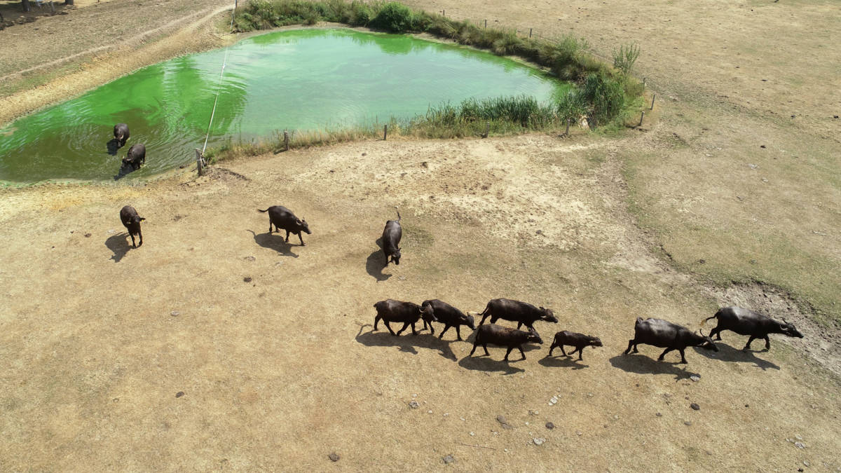 Een watertekort in Nederland, dit betekent het