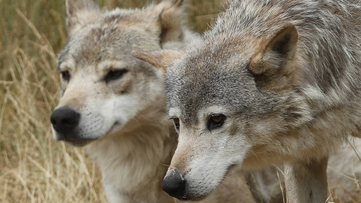 Dna-sporen bewijzen: wolf was ook in Flevoland