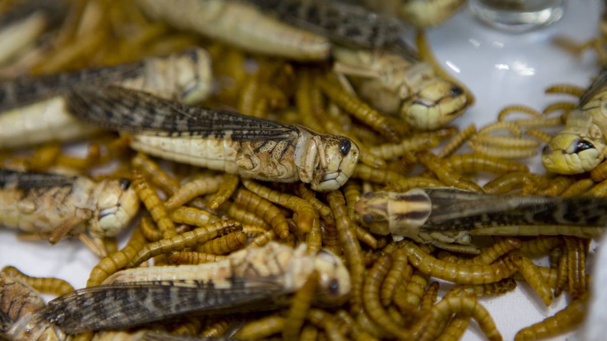 'Het kweken van insecten levert meer op dan melkkoeien houden'