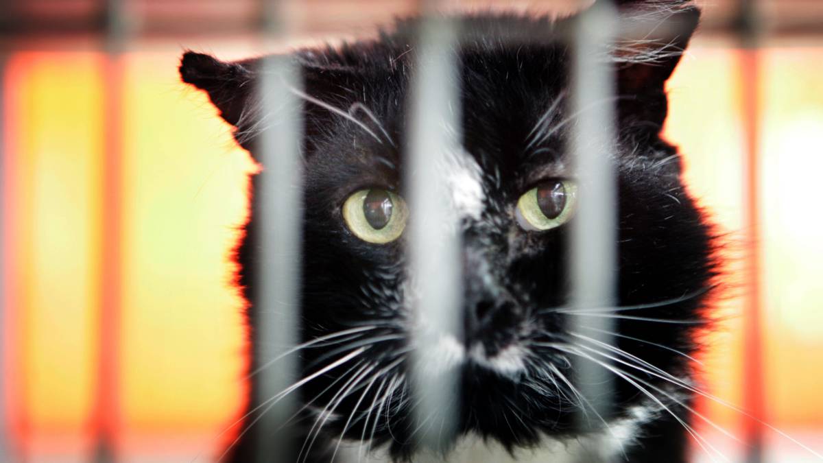 Extra veel zwerfkatten in dierenasiel Utrecht