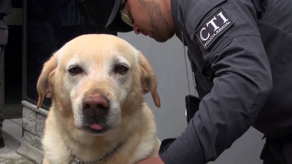 Trouwe politiehonden krijgen medaille en diploma