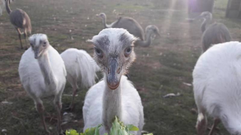 Dieven stelen zeven loopvogels uit tuin van Alex (15)