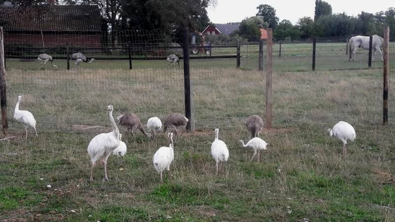Dieven stelen zeven loopvogels uit tuin van Alex (15)