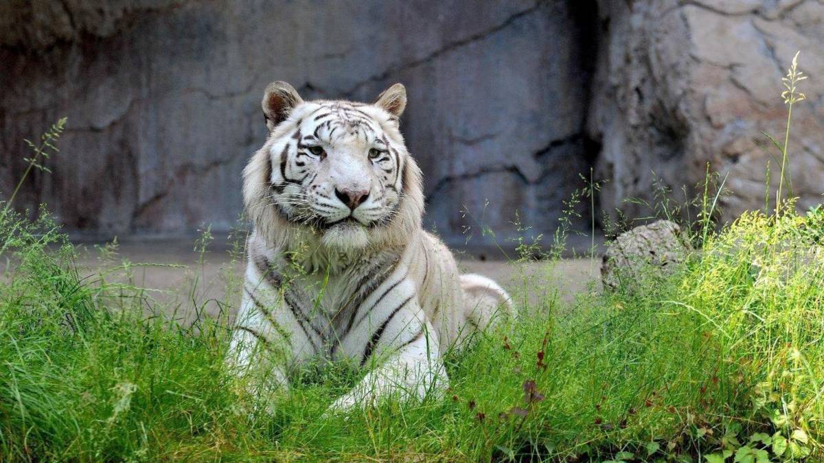 Witte tijger valt verzorger aan in Japanse dierentuin