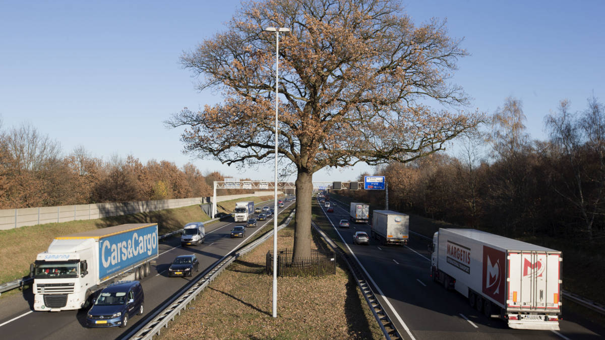 Deze eik midden op de snelweg is 'Boom van het Jaar'