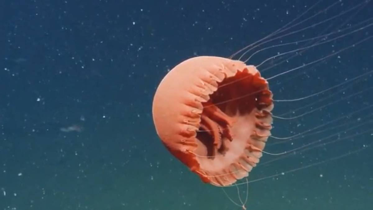 Mooie beelden van zeldzame rode kwal