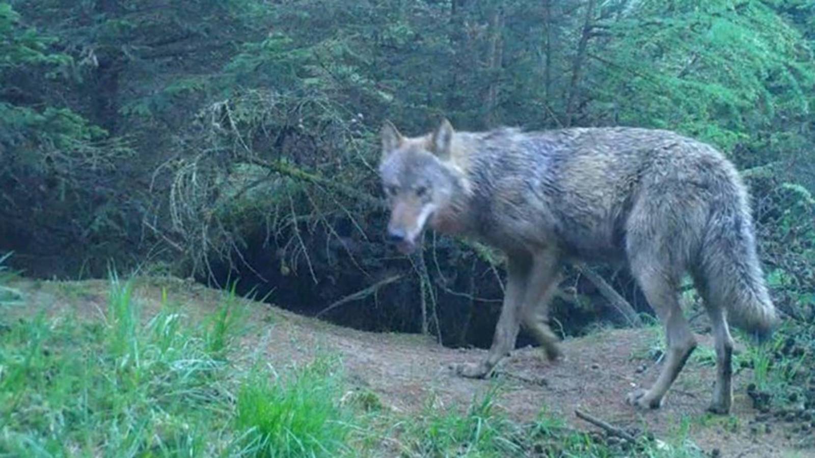 Na 150 jaar definitief terug: wolf GW998f vestigt zich op de Veluwe | NOS