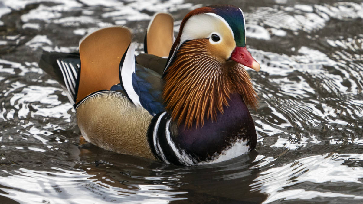 Bijzondere Mandarijn-eend zwemt in New York