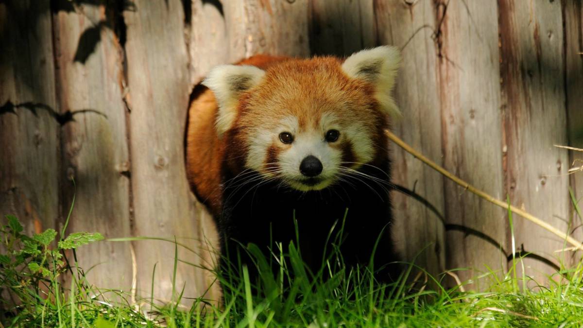 Rode panda in dierentuin Blijdorp is dood