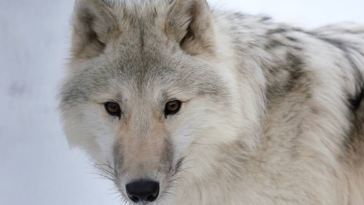 Nederlandse jager schiet wolf dood in Duitsland
