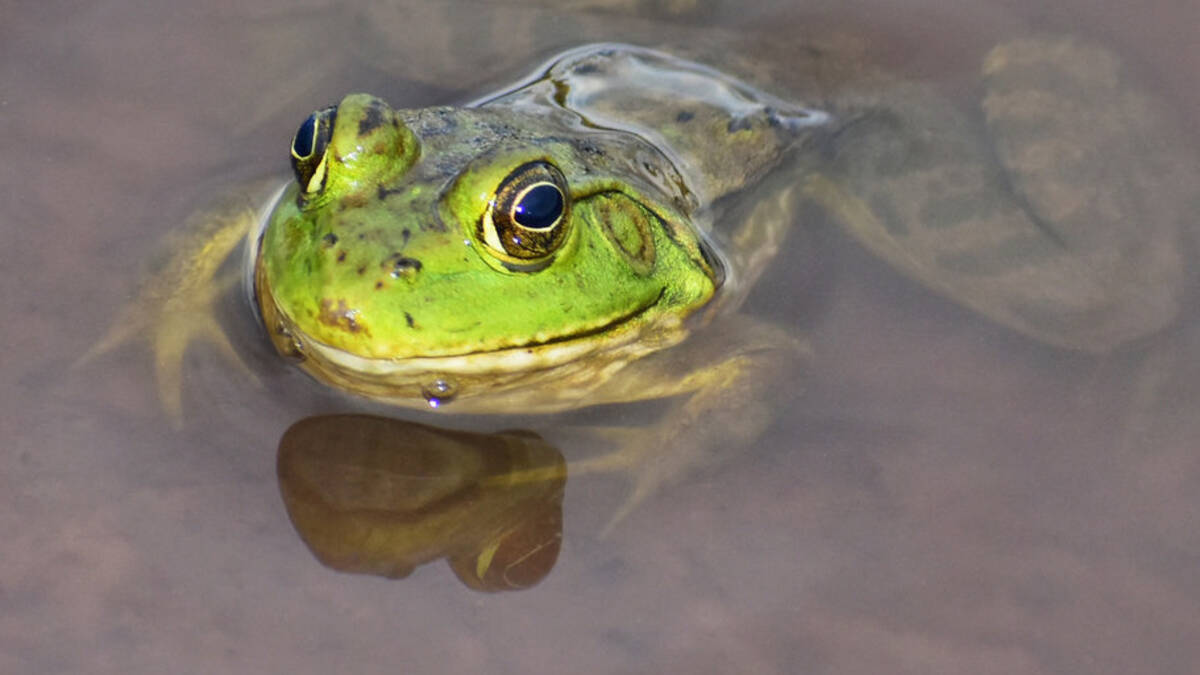 De brulkikker is verdwenen (en dat is goed nieuws)