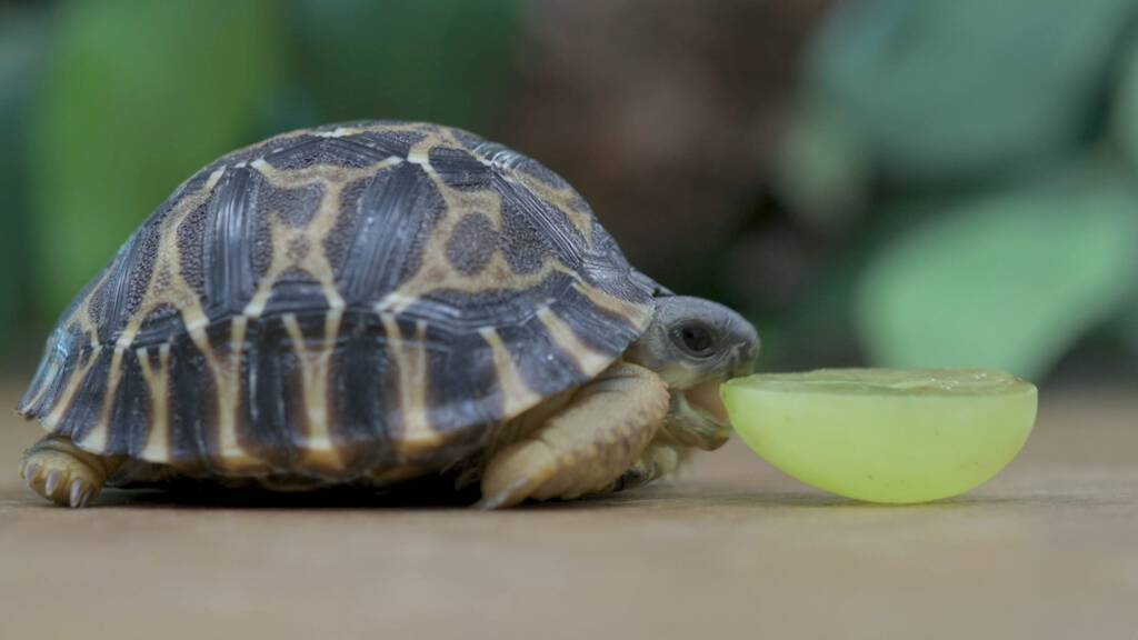 Pasgeboren mini-schildpadden genieten van druiven