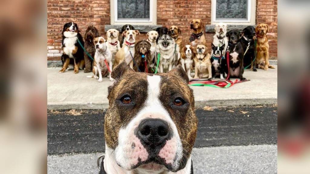 Grappig: deze honden gaan iedere dag met z'n allen op de foto