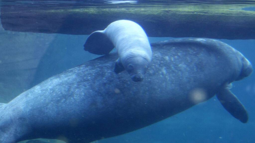 Schattig: Caribische zeekoe geboren