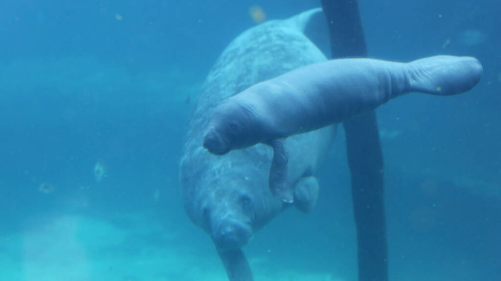 Schattig: Caribische zeekoe geboren