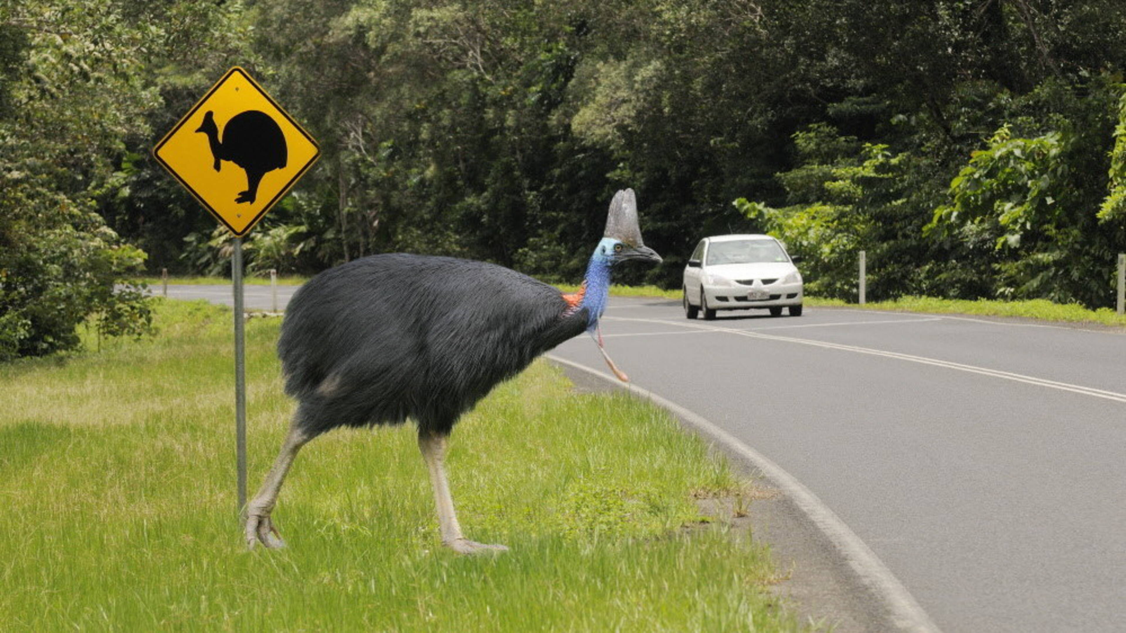 Grote loopvogel doodt man in Florida | NOS