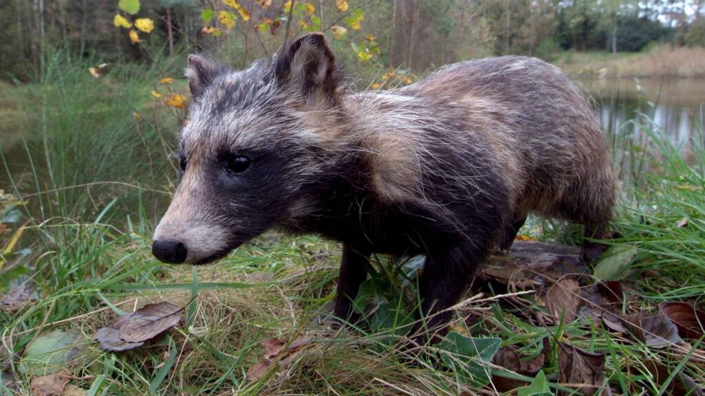 Drie vragen over de wasbeerhond (een nieuw dier in Nederland)