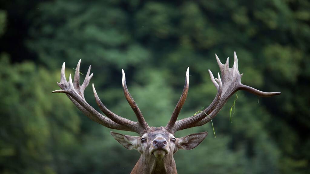 Man in Australië gedood door boos hert