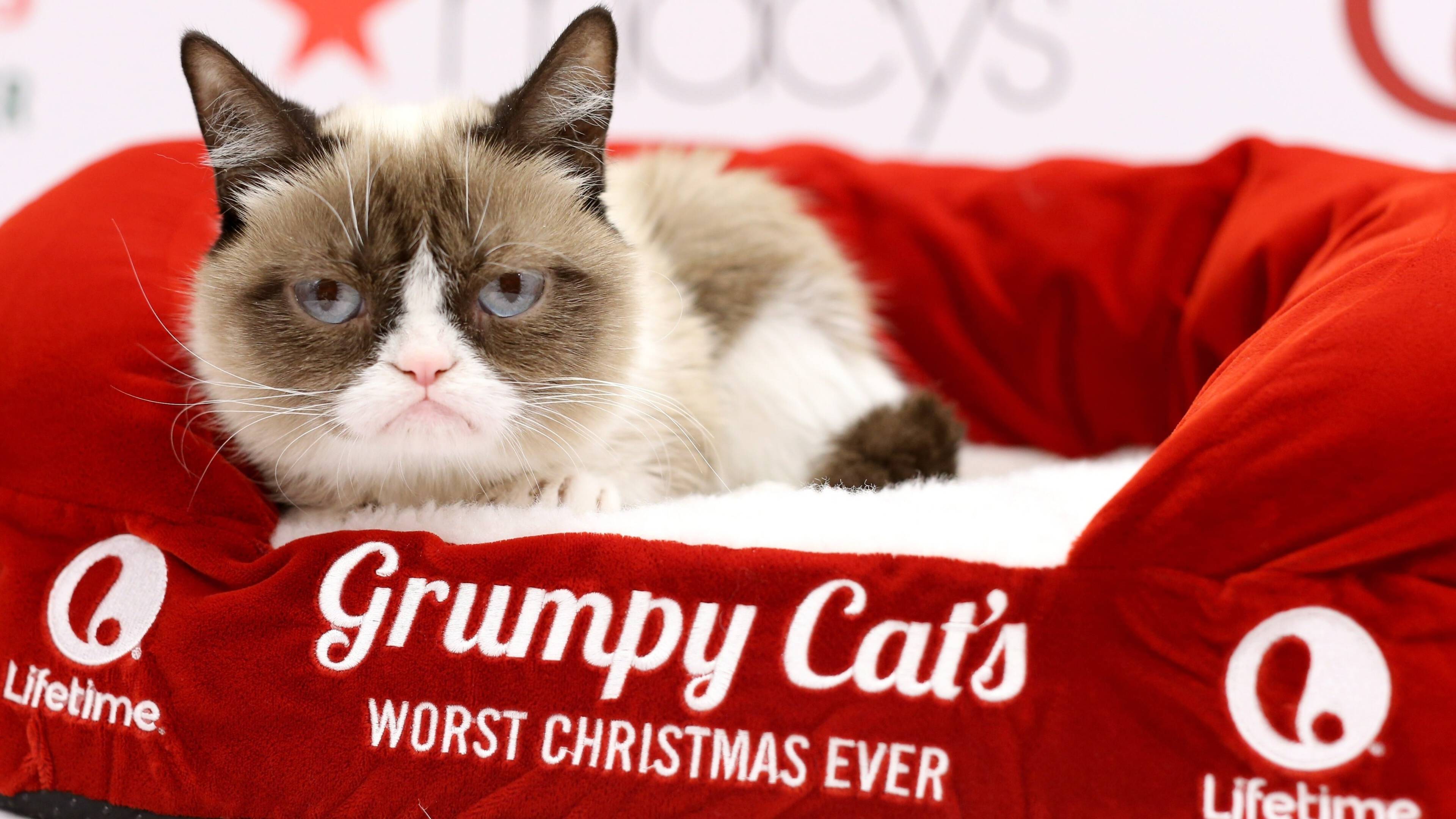 Verdrietige Kat Meme