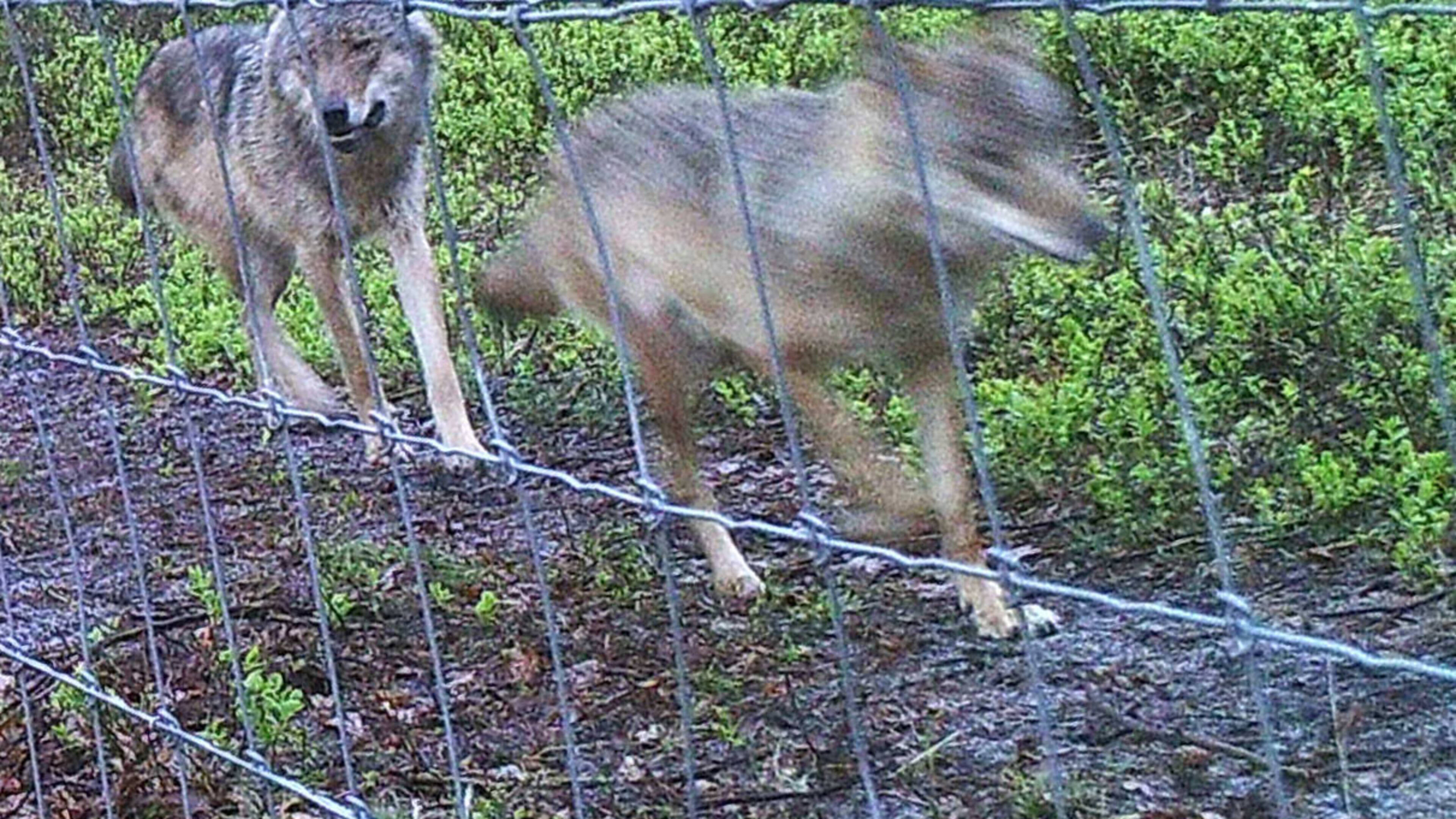 Tweede wolf gespot op de Zuid-Veluwe, mogelijk snel welpen | NOS
