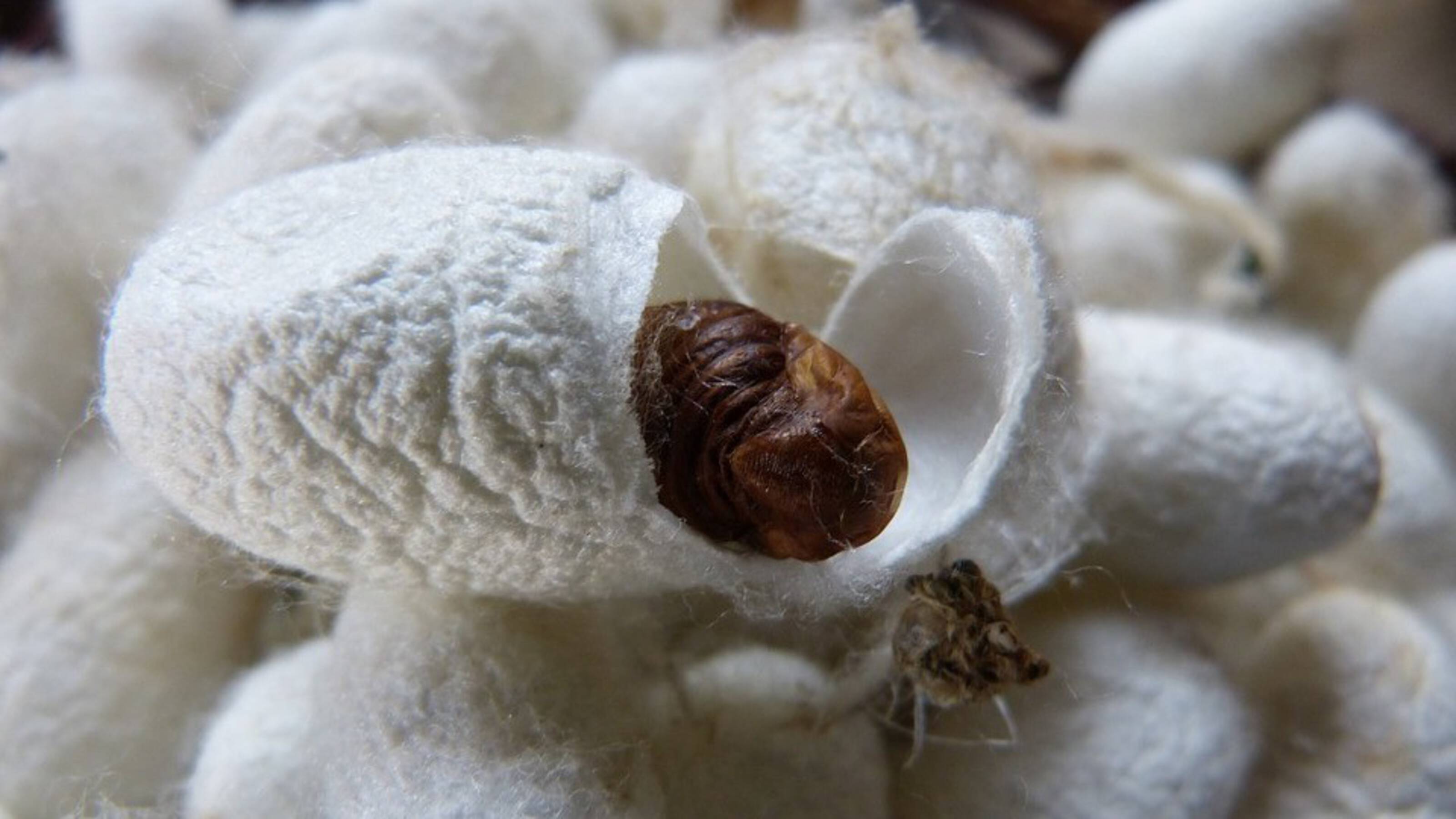 Hoe zijderupsen hoop geven aan Keniaanse boeren | NOS