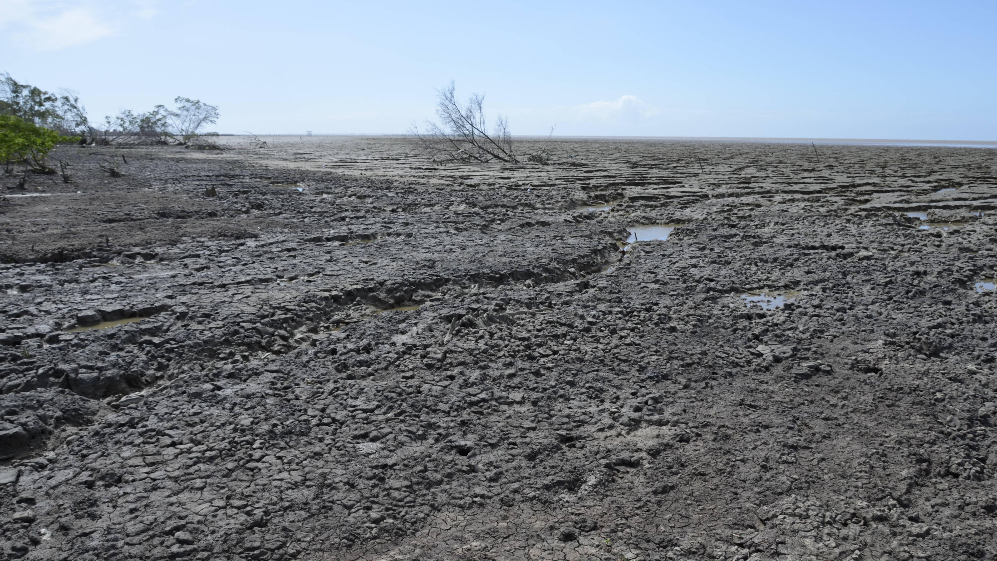 Suriname gebruikt mangrove als wapen tegen zeespiegelstijging | NOS