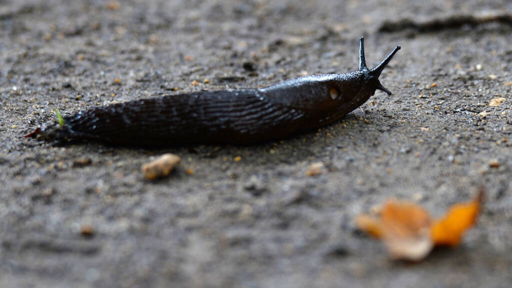 Slak zorgt voor grote vertraging van treinen