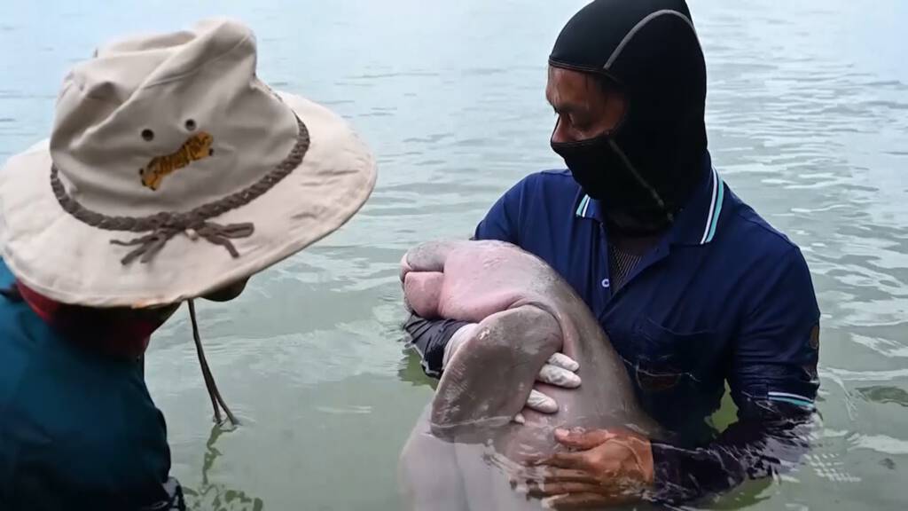 Schattige zeekoe wordt opgevoed door mensen
