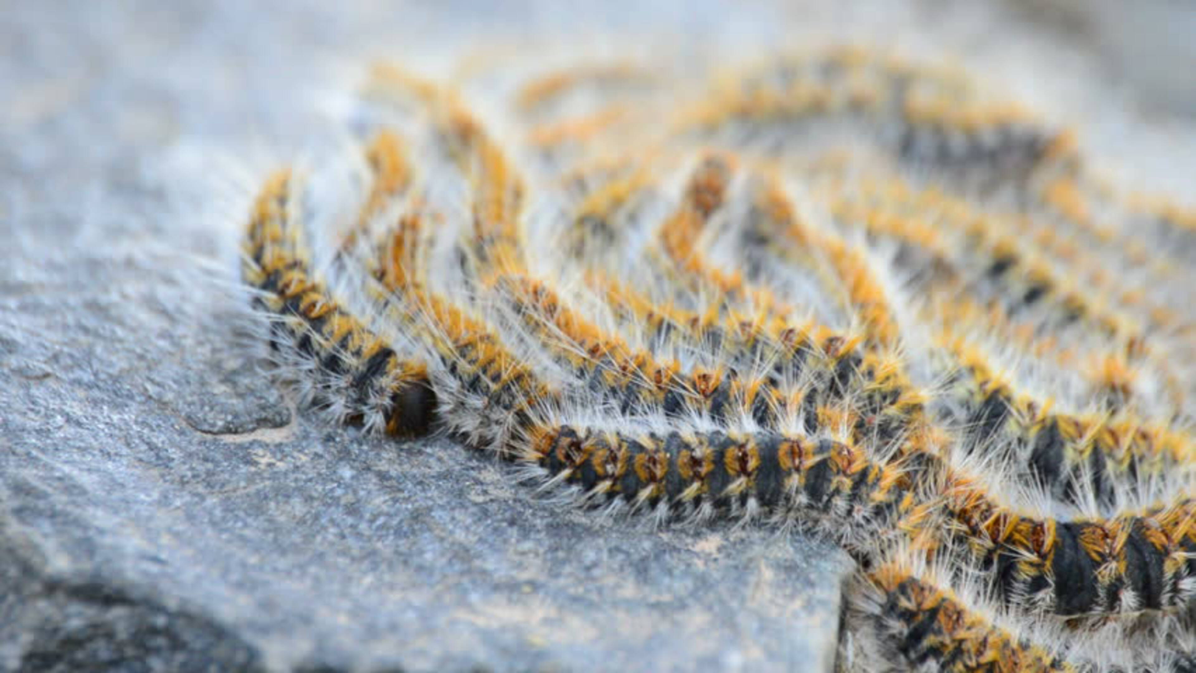 Gemeenten vrezen dennenprocessierups: terecht of onnodig? | NOS