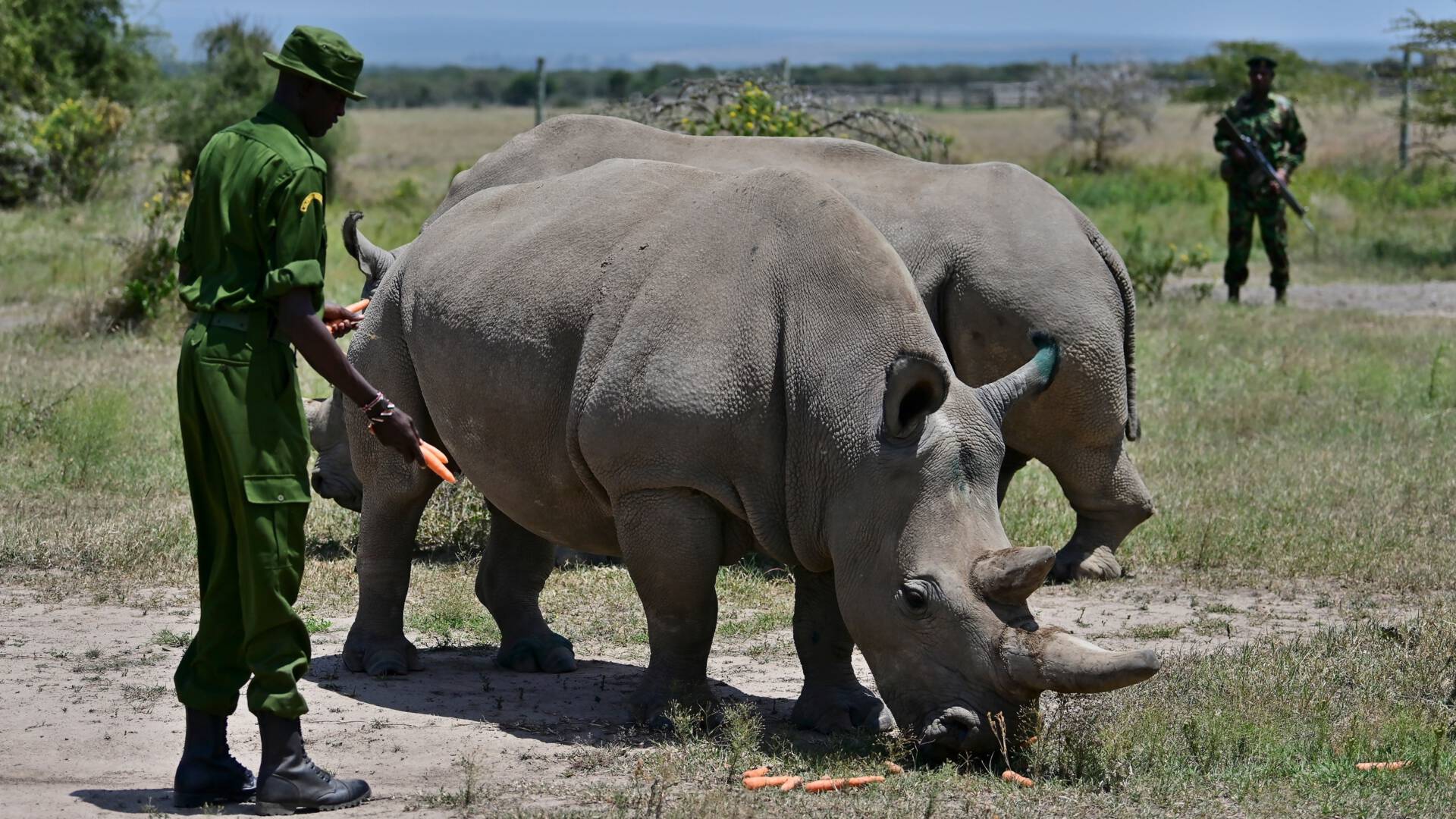 Een van de twee laatste noordelijke witte neushoorns teruggetrokken uit ...