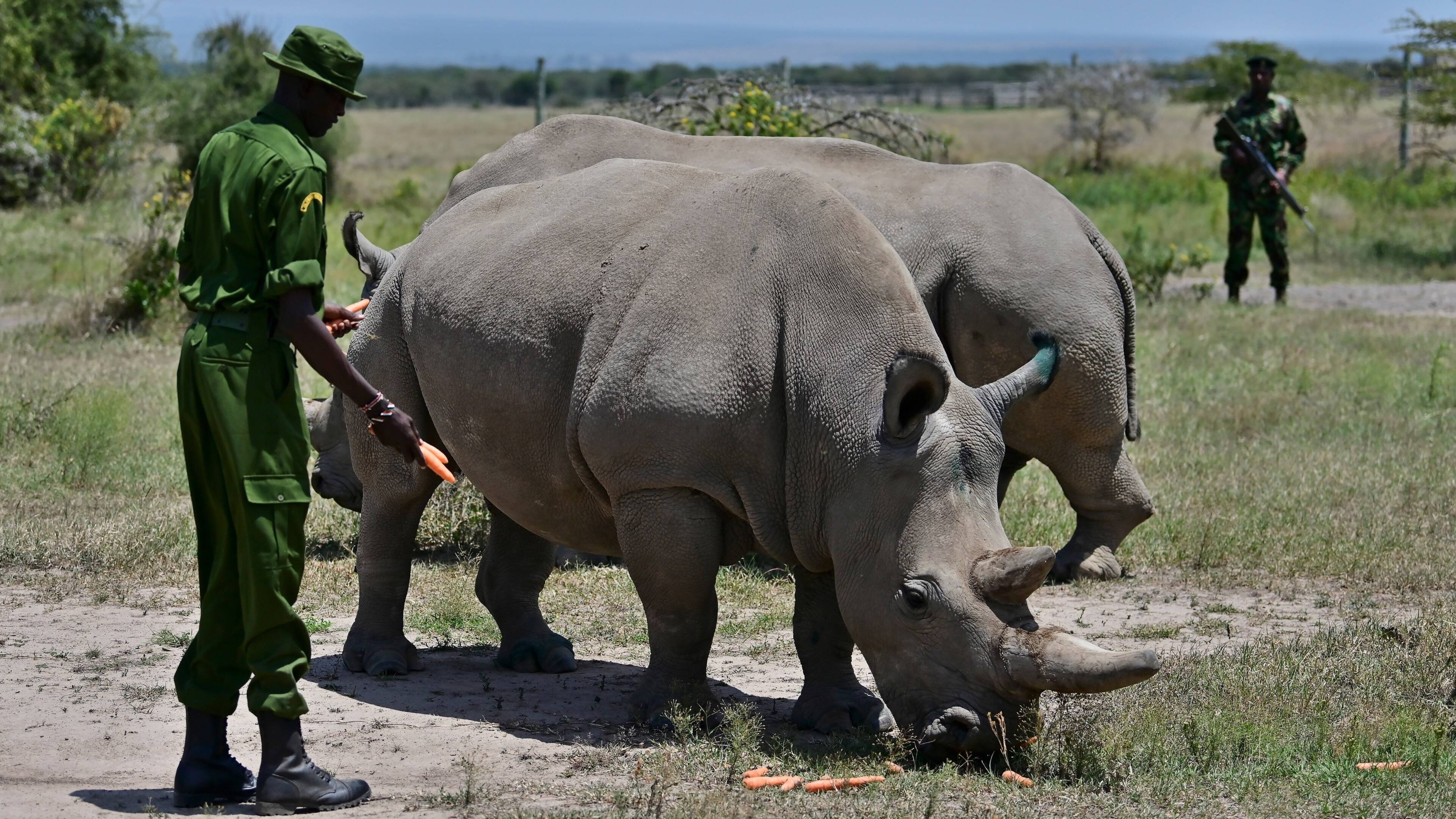 Een van de twee laatste noordelijke witte neushoorns teruggetrokken uit ...