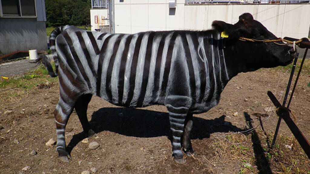 Koe met zebra-strepen schrikt irritante vliegen af